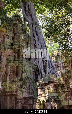 Strangler Fig (Ficus virens), Ta Prohm Temple, Cambodia, Southeast Asia ...