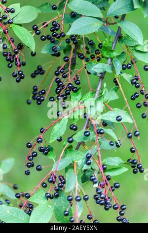 Bird cherry (Prunus padus) fruits. Photographed in Narke, Sweden Stock ...