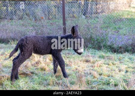 Rare Poitou donkey foal Stock Photo - Alamy