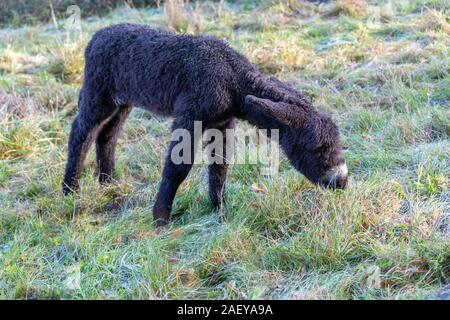 Rare Poitou donkey foal Stock Photo - Alamy