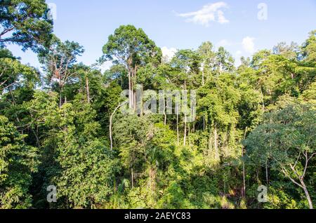 Malaysia, Sabah, Sepilok, rainforest, flora, vegetation, plants Stock ...