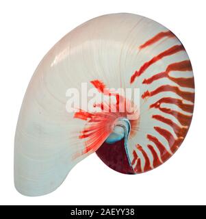 Nautilus shell isolated on a white background Stock Photo - Alamy