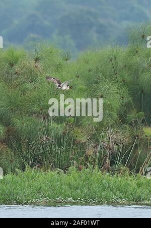 Africa african grass owl (Tyto capensis), Cape Grass Owl, Cape Grass ...