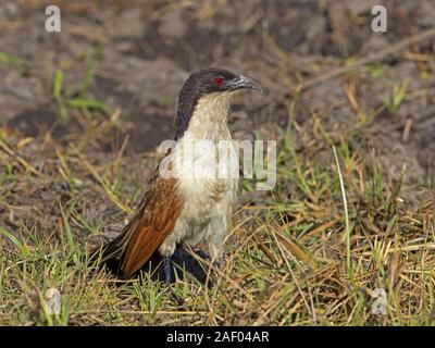 Coppery-tailed coucal standing Stock Photo - Alamy