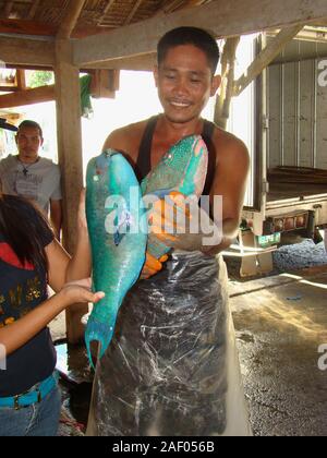 Freshly caught Parrotfish in a fish stall in Mindoro island ...