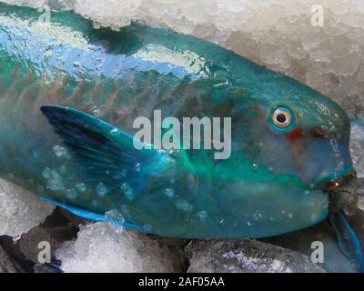 Freshly caught Parrotfish in a fish stall in Mindoro island ...