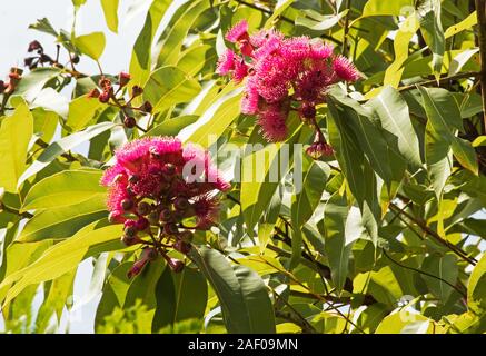 Pink flowers of Eucalyptus calophylla (Marri), native Australian ...