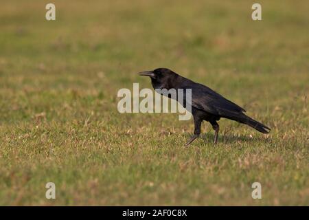 Cape Crow or Black Crow (Corvus capensis), Hwange National Park ...