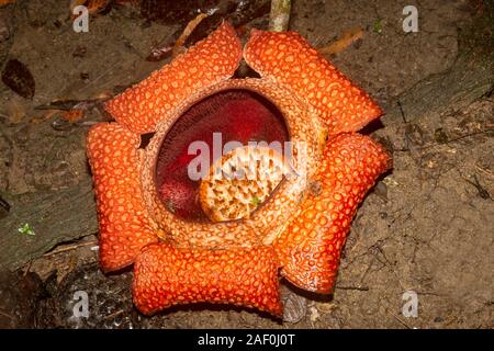 Rafflesia parasitic plant from Sabah Borneo Stock Photo - Alamy