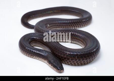 Xenopeltis unicolor. Common names: sunbeam snake is a non-venomous ...