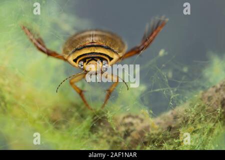 Diving beetle (Graphoderus zonatus Stock Photo - Alamy