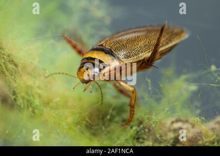 Diving beetle (Graphoderus zonatus Stock Photo - Alamy