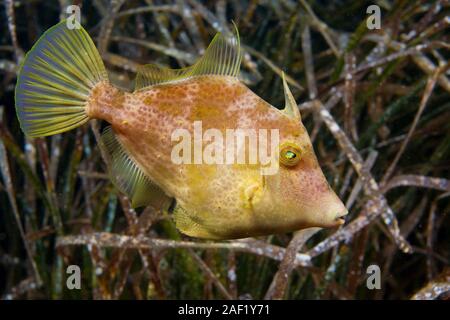 Brown filefish (Stephanolepis hispidus Stock Photo - Alamy