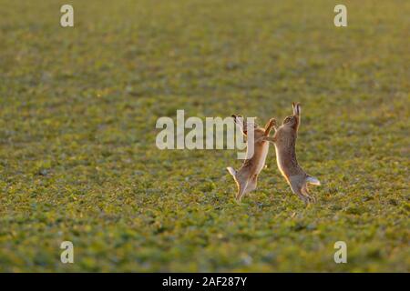 Brown hares (Lepus europaeus) standing and boxing during mating season ...