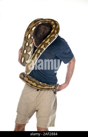 Dwarf Reticulated Python (Malayopython reticulatus saputrai) on white ...