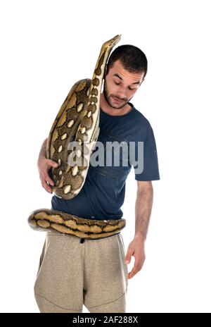 Dwarf Reticulated Python (Malayopython reticulatus saputrai) on white ...
