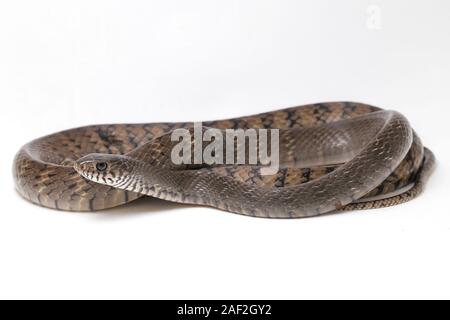 Ptyas mucosa, the oriental ratsnake, Indian rat snake, Isolated on ...