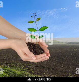 sapling in hands Stock Photo - Alamy
