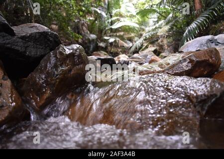 River rapids. River rapids flowing through a conifer forest. Rapids ...