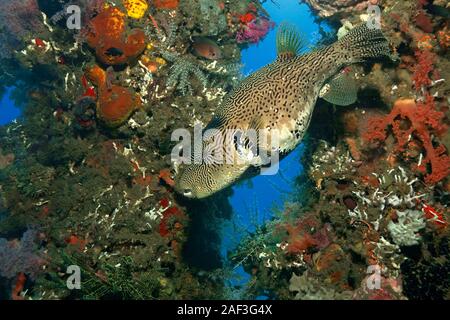 Mappa Puffer (Arothron mappa) between colourful overgrown pillars of ...