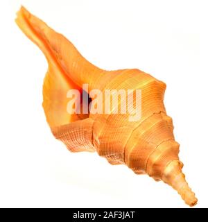 Australian trumpet / False trumpet (Syrinx aruanus) small / young ...