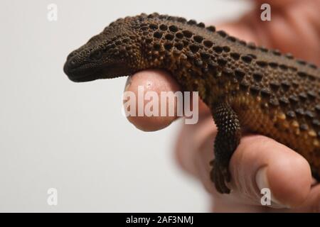 Borneo earless monitor / Lanthanotus borneensis Stock Photo - Alamy
