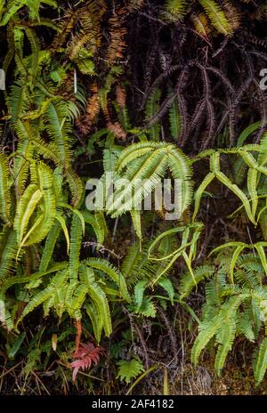 Tropical ferns, Gleichenia linearis, very common at roadsides, jungle ...