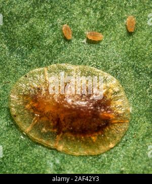 Soft Brown Scale Insect Coccus hesperidum along Camellia leaf underside ...
