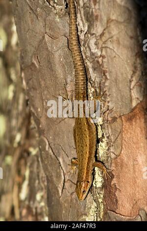 Close-up of green pine female cones clustered on a branch with long ...