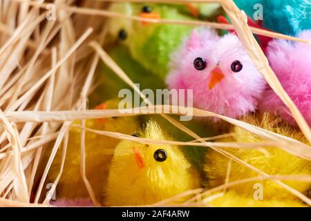 A closeup shot of multiple baby chicks walking around and exploring ...