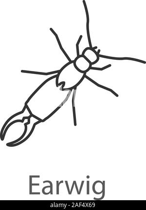 Earwig contour outline line icon black color vector illustration image thin flat style simple ...
