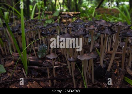 Inky Cap mushrooms (Coprinus atramentarius) growing in the Portland ...