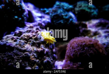 Yellow small sea cucumber - Colochirus robustus Stock Photo - Alamy