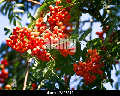 Hawthorn twigs with ripe berries Stock Photo - Alamy