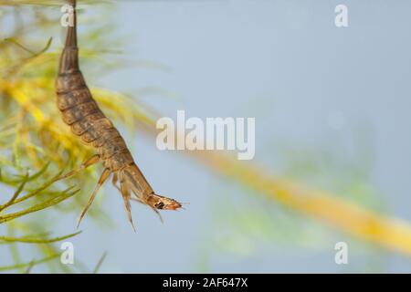 Diving beetle larva (Graphoderus zonatus Stock Photo - Alamy