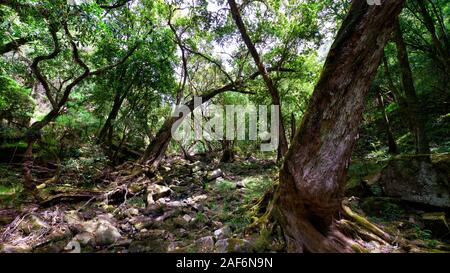 River bed and forest at Den of Nargun, Mitchell River National Park ...