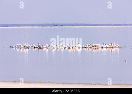 Wild pelicans colony in Nata bird sanctuary, Sowa pan(Sua pan), near ...