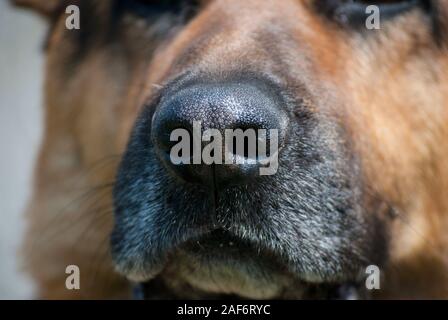 German Shepherd Dog nose macro side view. horizontal. close-up Stock ...
