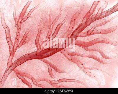 illustration of the capillary network and red blood cells Stock Photo ...