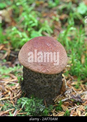 Orange birch bolete mushroom Leccinum versipelle with a light brown cap ...