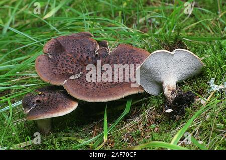Shingled hedgehog mushrooms Hydnum imbricatum growing moss-covered ...