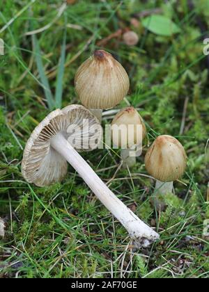 Inocybe rimosa, known as torn fibercap or split fibercap, wild mushroom ...