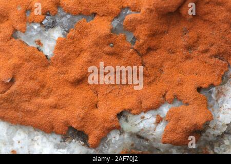 Trentepohlia aurea, a terrestrial green alga, growing on limestone ...