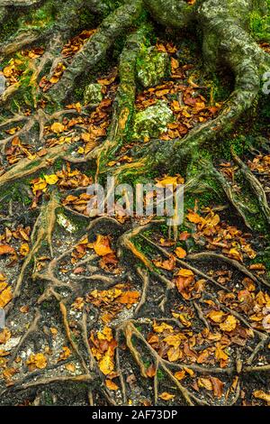 Beech forest with erosion, exposed roots, linear erosion Stock Photo ...