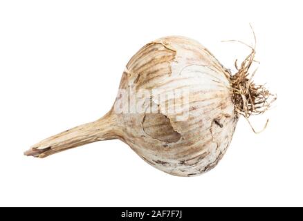 side view of unpeeled bulb of chinese Solo garlic isolated on white ...