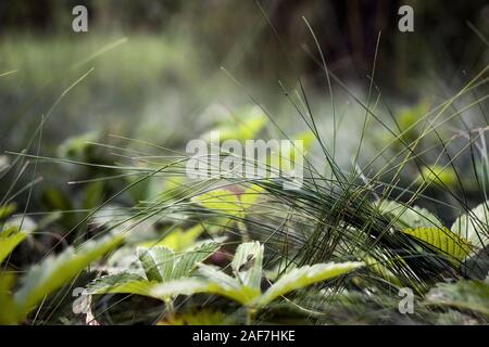 Texture of detritus on a forest floor Stock Photo - Alamy