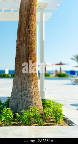 Trap natural plants, palm trees with green leaves on a background of ...