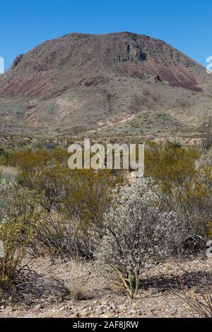 Mule Ears Spring Trail in Big Bend National Park Texas Stock Photo - Alamy