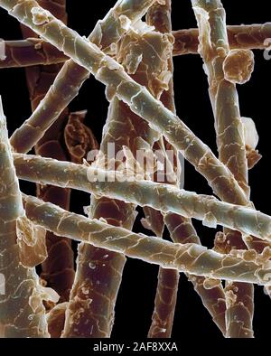 Dog hair, coloured scanning electron micrograph(SEM Stock Photo - Alamy