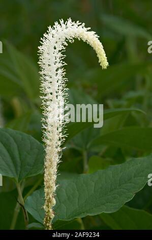 Lizard's Tail wetland plant. Saururus cernuus. An perenial aquatic ...